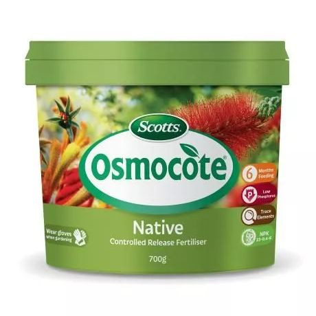 Viola Native Violet - Four Seasons Nursery