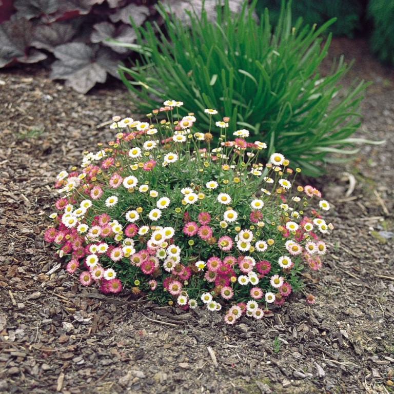 Erigeron 'Seaside Daisy' - Four Seasons Nursery
