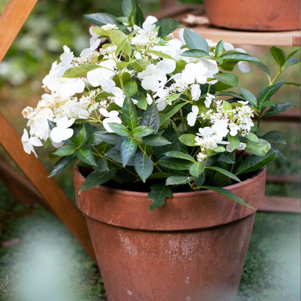 Hydrangea 'Runaway Bride' - Four Seasons Nursery