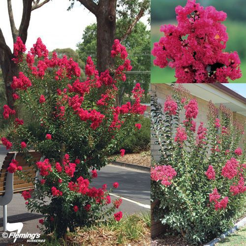 Crepe Myrtle Natchez - Four Seasons Nursery