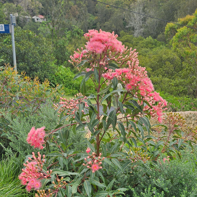 Eucalyptus 'Summer Beauty' Grafted - Four Seasons Nursery