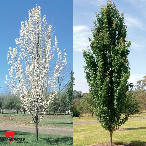Pyrus Capital Pear - Four Seasons Nursery