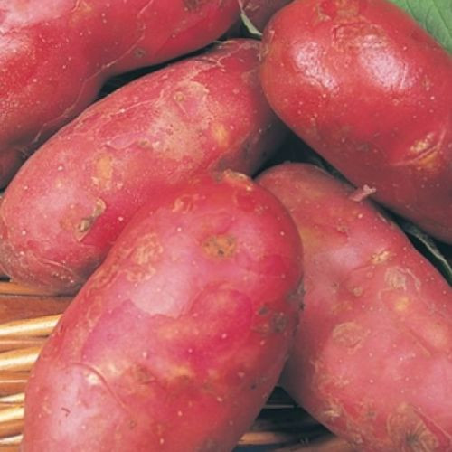 Ruby Lou Seed Potato 1kg Packet - Four Seasons Nursery