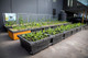 Foodcube Wicking Garden Bed - Four Seasons Nursery