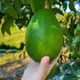 Avocado 'Jala' 5 L - Four Seasons Nursery