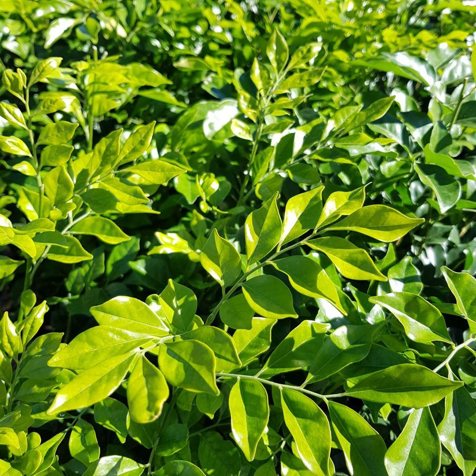 Murraya paniculata - Four Seasons Nursery