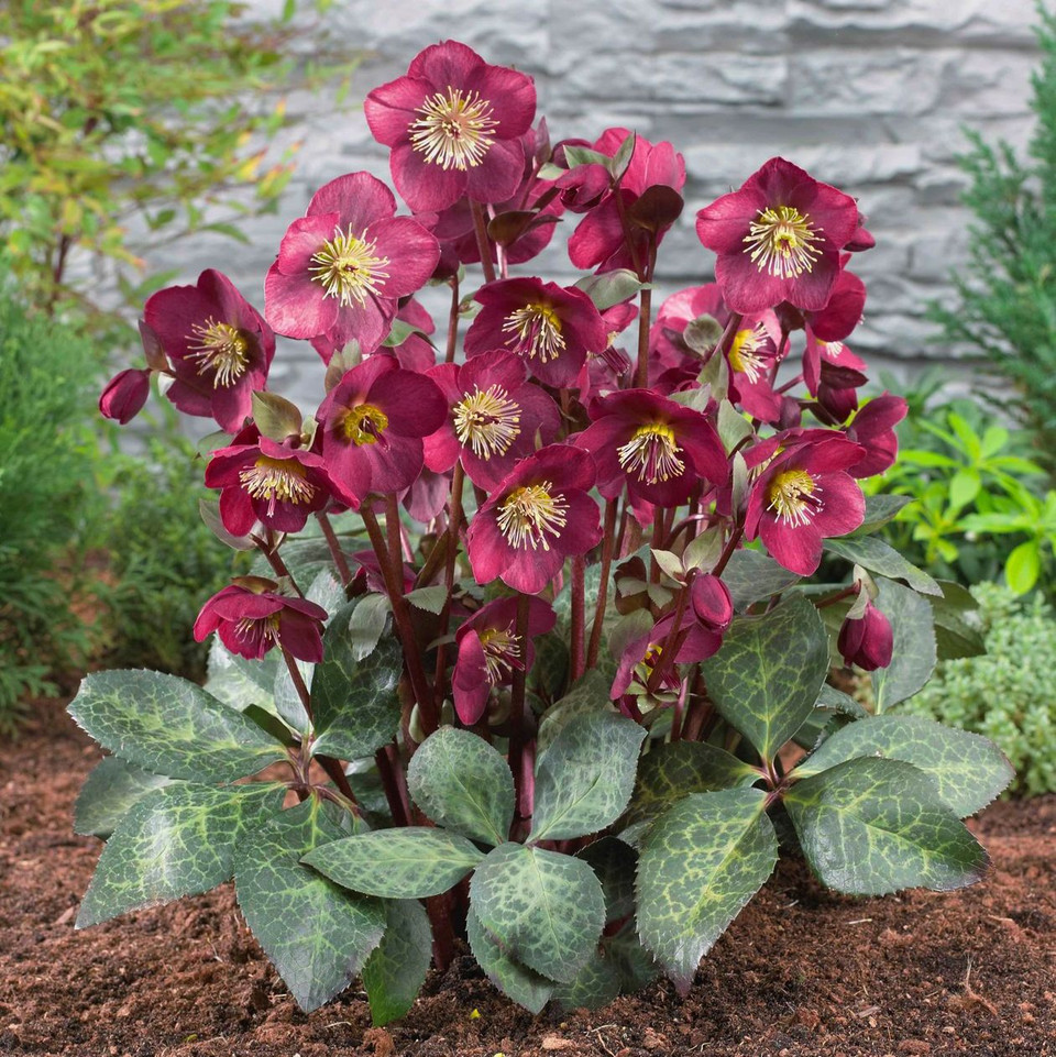 Helleborus 'Annas Red' 175 mm - Four Seasons Nursery