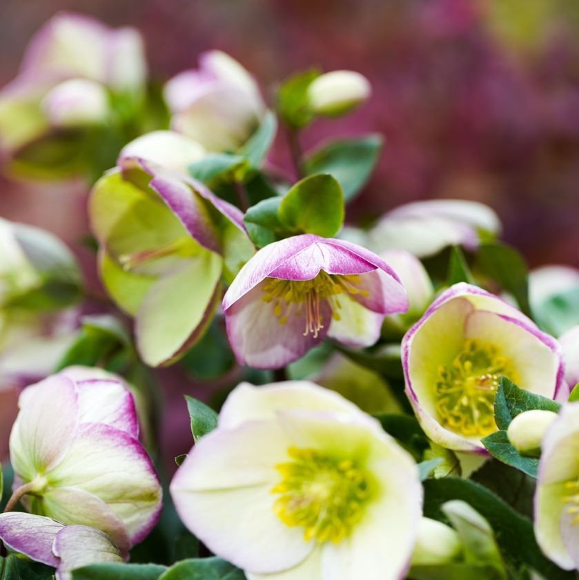 Helleborus 'Annas Red' 175 mm - Four Seasons Nursery