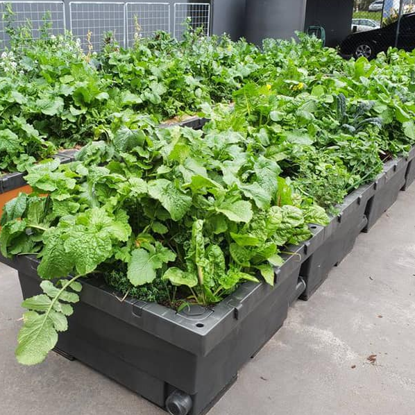 The Ultimate Showdown: Waterups Oasis, Vegepod, and Biofilta Food Cube Planters Reviewed - Four ...