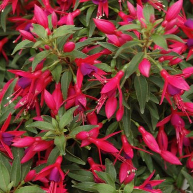 Fuchsia Sundancer - Four Seasons Nursery