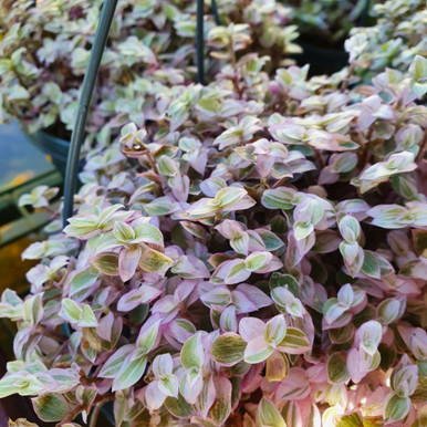 Calissa repens Pink Lady - Four Seasons Nursery