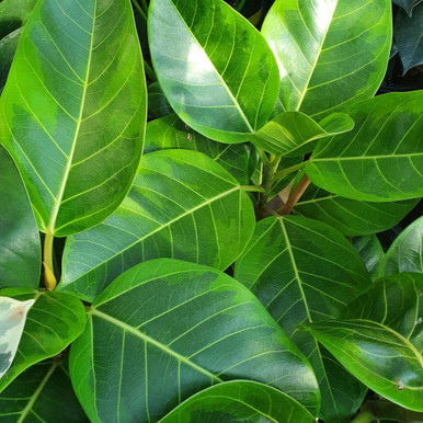 Ficus Lime Splice - Four Seasons Nursery