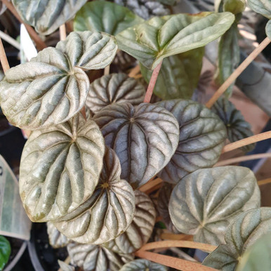Peperomia Silver Ripple - Four Seasons Nursery