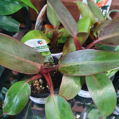 Philodendron Red Sun - Four Seasons Nursery