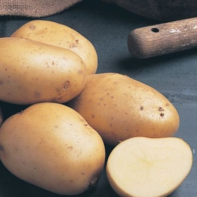 Sebago Seed Potato 1kg Packet - Four Seasons Nursery