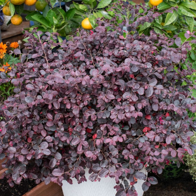 Loropetalum 'Little China Ruby' - Four Seasons Nursery