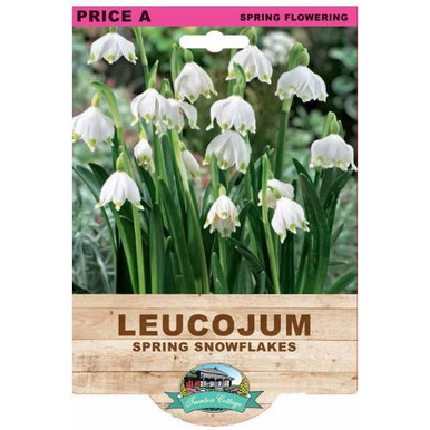 Leucojum 'Snowflakes' Bulb - Four Seasons Nursery