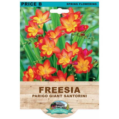 Freesia 'Giant Parigo Santorini' Bulb - Four Seasons Nursery