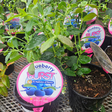 Blueberry 'Burst' 140 mm - Four Seasons Nursery