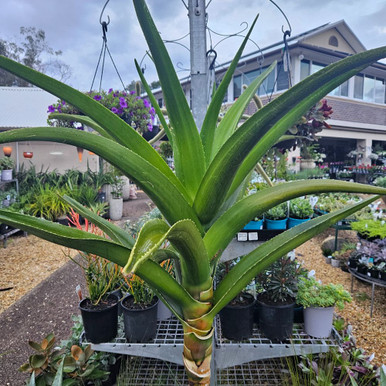 Aloe Barberae (Tree Aloe) - Four Seasons Nursery
