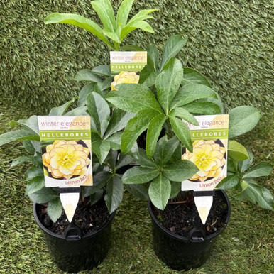 Helleborus 'Winter Elegance' Lemon Zest - Four Seasons Nursery