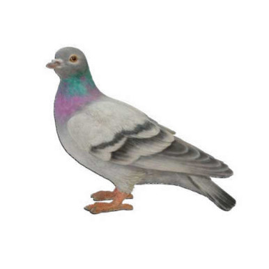 Standing pigeon - Four Seasons Nursery
