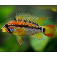 Live Fish - Page 1 - Wonderworld Aquarium & Pet Centre