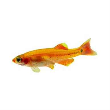 Gold White Cloud Mountain Minnow - Wonderworld Aquarium & Pet Centre