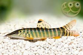 Tiger Loach - Wonderworld Aquarium & Pet Centre