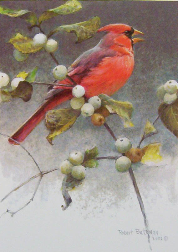 Fresh Snow - Cardinal by Robert Bateman - Ashley's Art Gallery