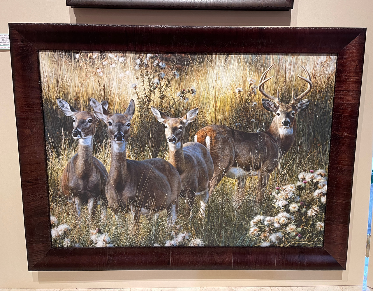 Power and Grace - Deer by Carl Brenders - Ashley's Art Gallery