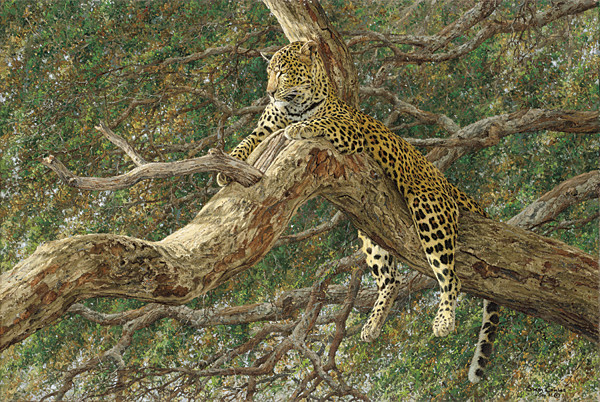 Chui, by Simon Combes LIMITED EDITION CANVAS