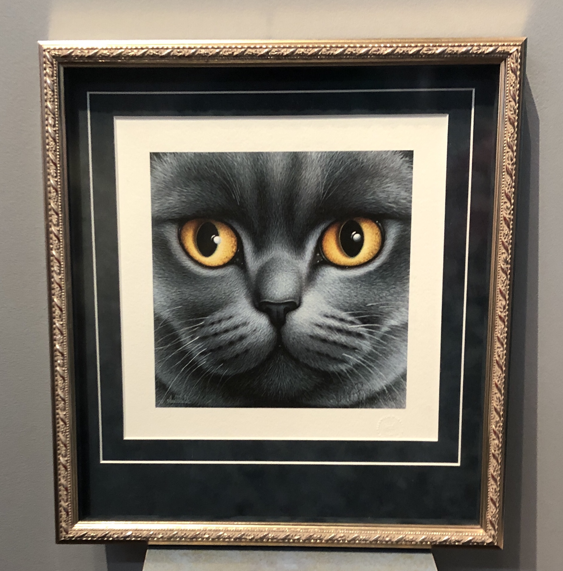 BRITISH BLUE SHORTHAIR by Braldt Bralds framed print - Ashley's Art Gallery