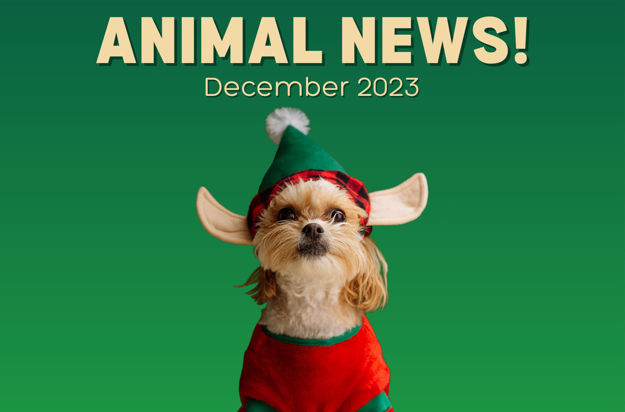 Animal News - December 2023 - Britten & James
