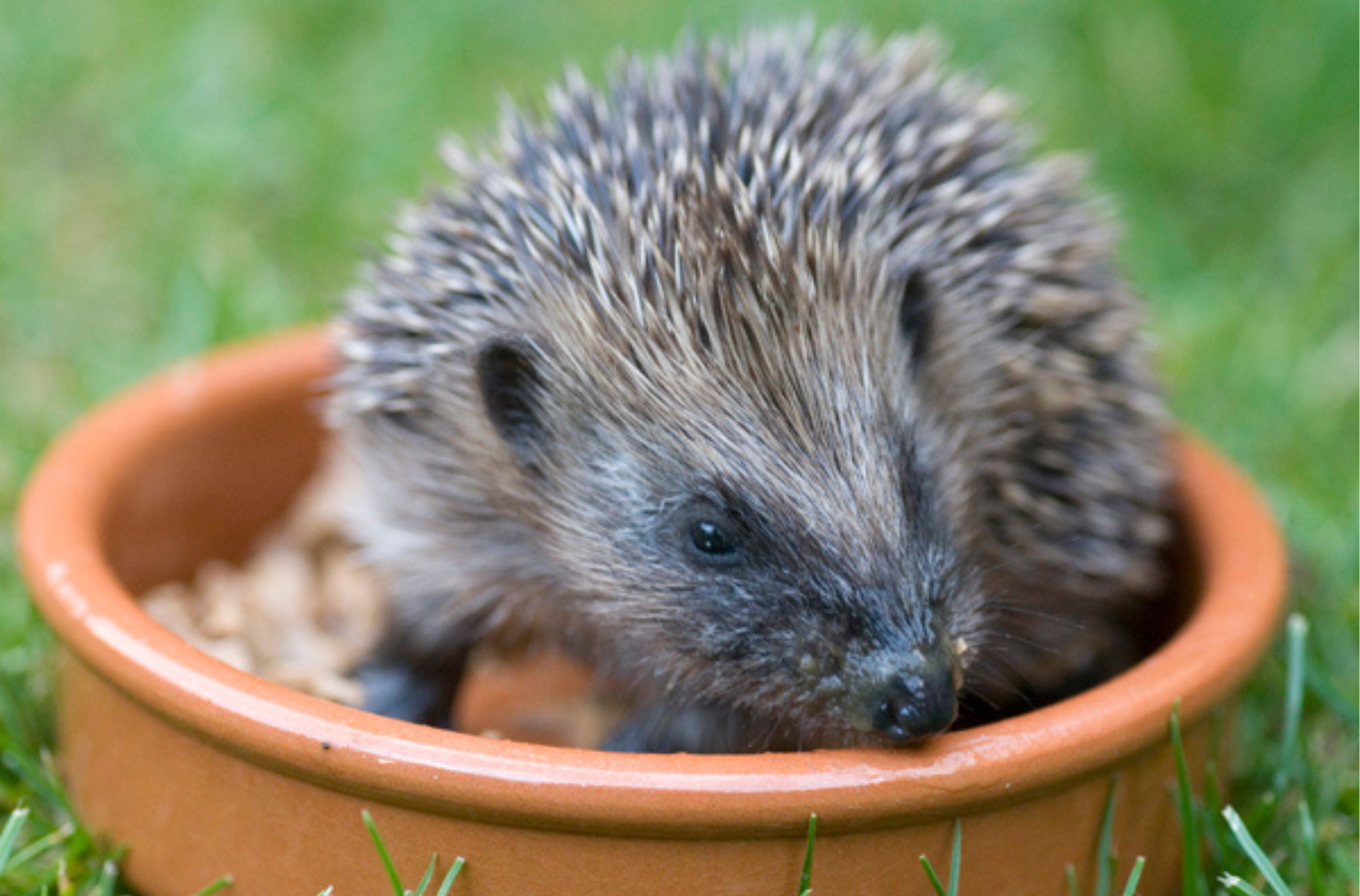 Found a hedgehog? - Britten & James