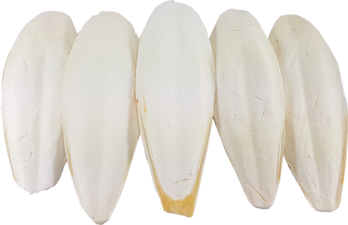 5 Natural Cuttlefish 21 - 28 cm - Britten & James