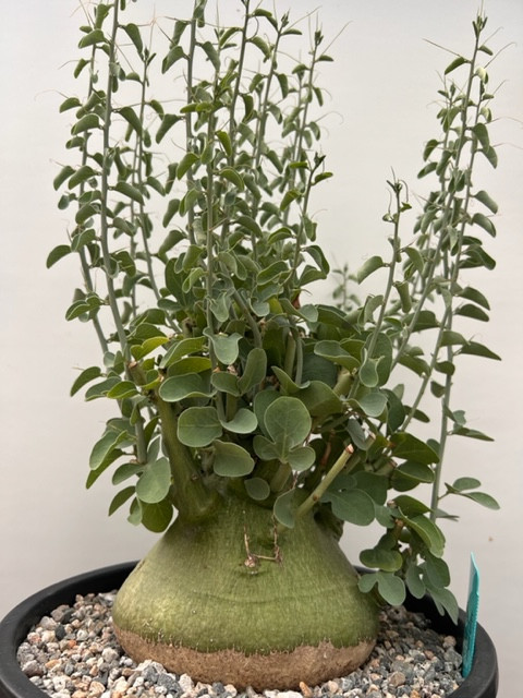 Adenia spinosa 3 gallon pot - Botanic Wonders