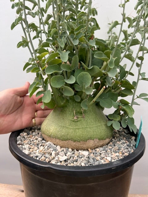 Adenia spinosa 3 gallon pot - Botanic Wonders