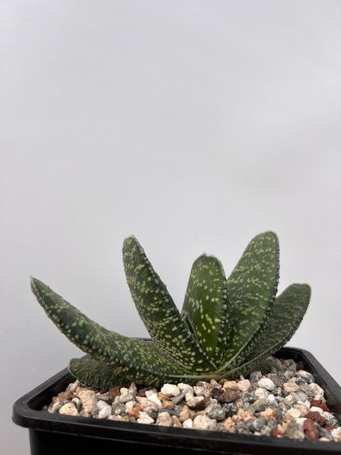 Gasteria retusa 6" Pot - Botanic Wonders