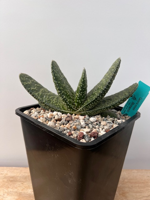 Gasteria retusa 6" Pot - Botanic Wonders