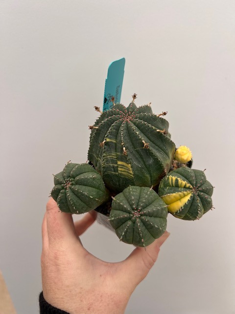 Euphorbia obesa hybrid 3.5" Pot - Variegated Specimen!