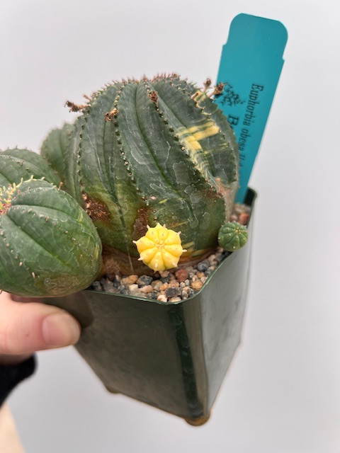 Euphorbia obesa hybrid 3.5" Pot - Variegated Specimen!