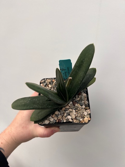 Gasteria hybrid 5" Pot