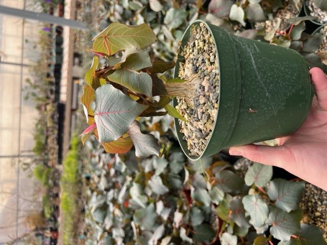 Ficus petiolaris 6" Pots - Nice compact plants with beautiful red ...