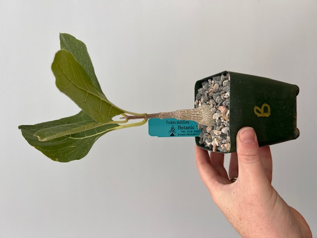 Fockea multifolia 3.5" Pot A