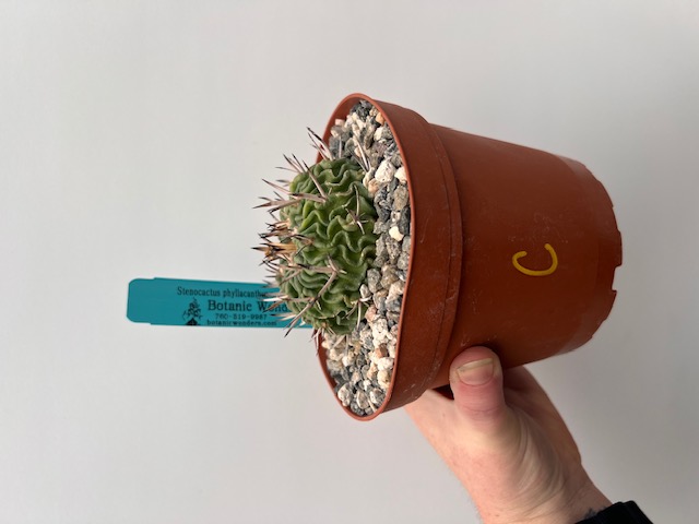 Stenocactus phyllacanthus v. violaciflora 6" Pot B