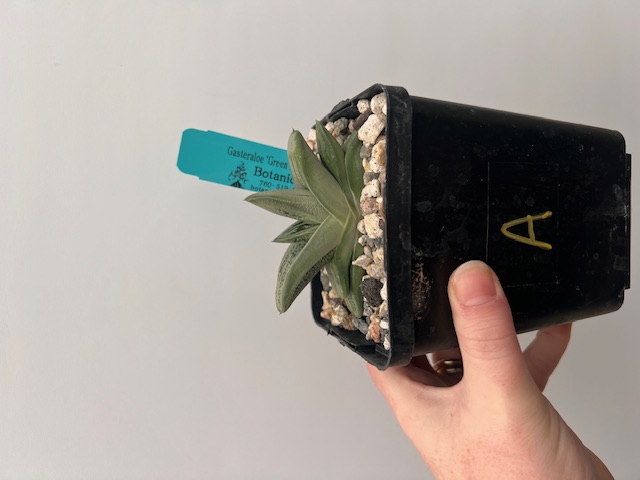 Gasteria 'Green Ice' Hybrid 5" Pot A
