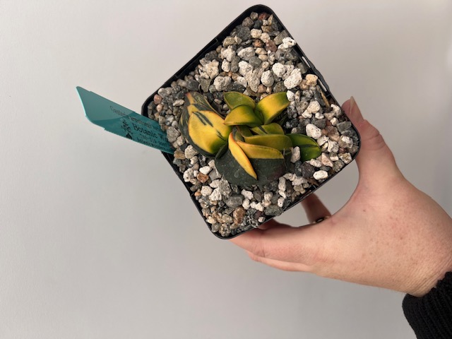 Gasteria armstrongii variegata 5" Pot 1