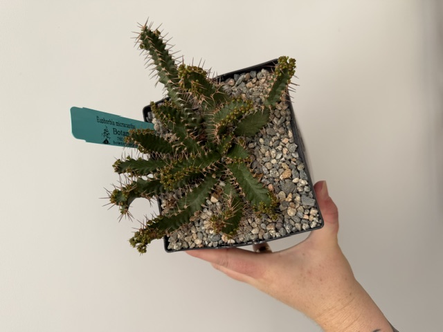 Euphorbia micracantha 6" Pot A