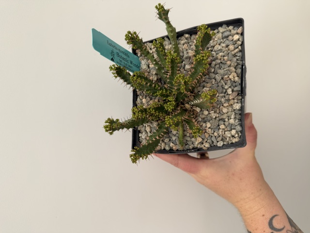 Euphorbia micracantha 6" Pot A